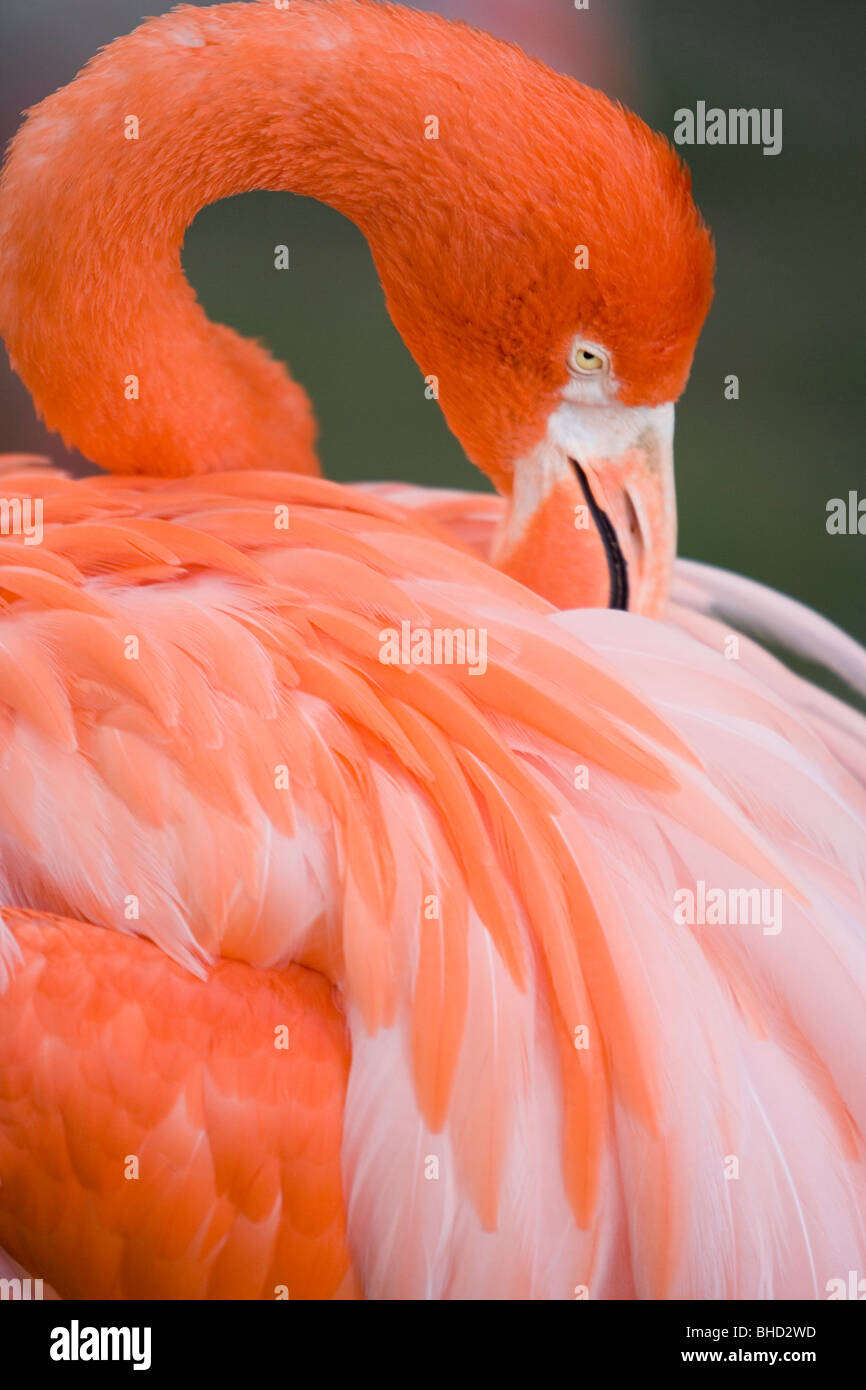 Vibrantly colored Flamingo. Asahiyama Zoo, Hokkaido Prefecture, Japan ...