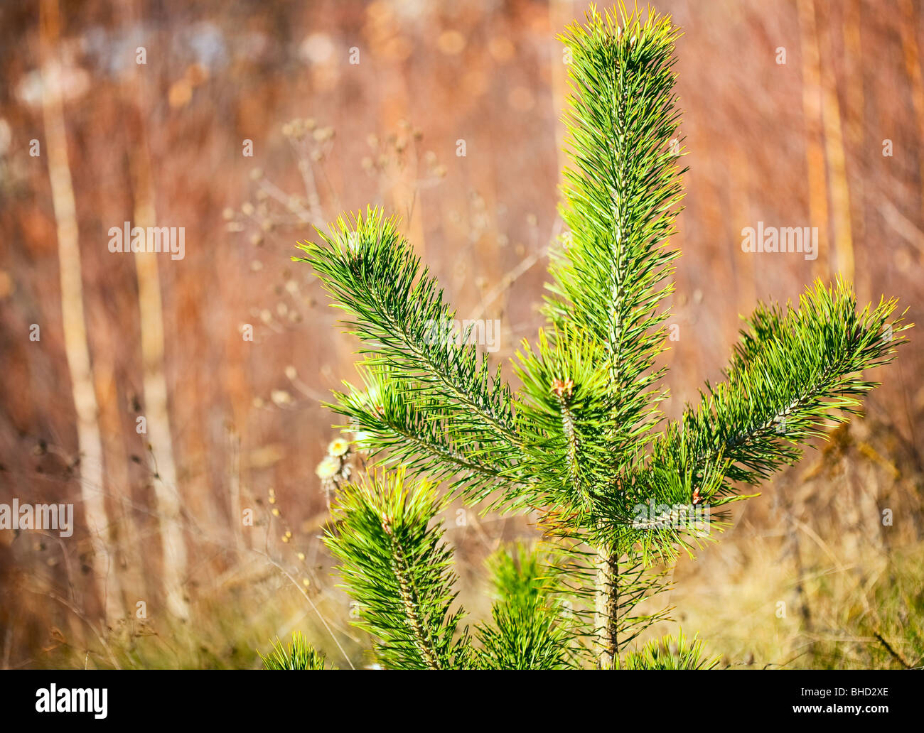 Close up of a baby pine tree in a forest Stock Photo - Alamy