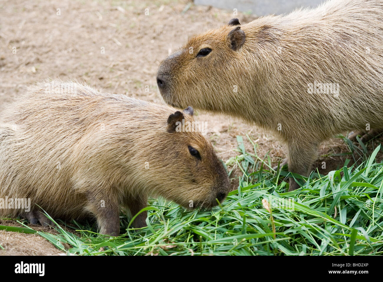 Two capybara. Asahiyama Zoo, Hokkaido Prefecture, Japan Stock Photo - Alamy