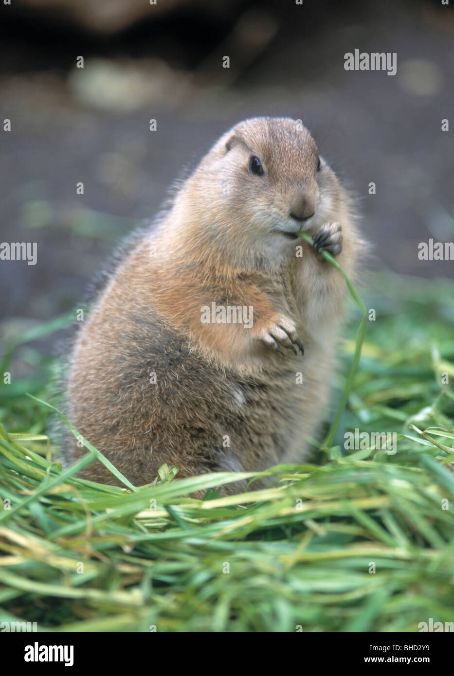 Prairie dog eating grass Stock Photo - Alamy