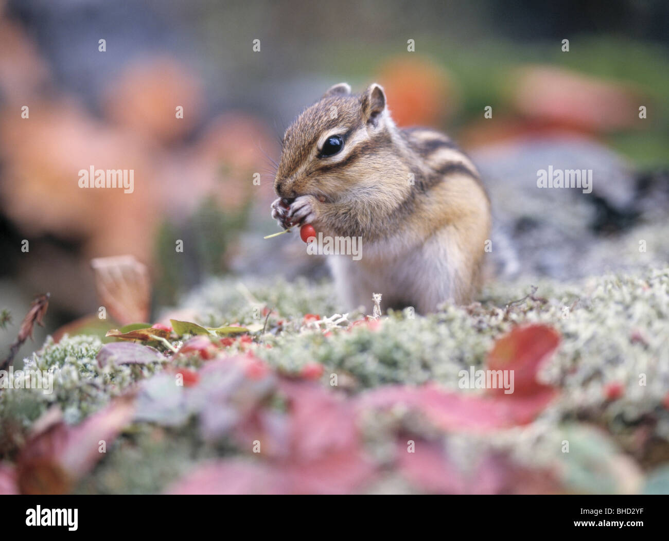 Chipmunk eating red berries. Shikaribetsu, Hokkaido Prefecture, Japan ...