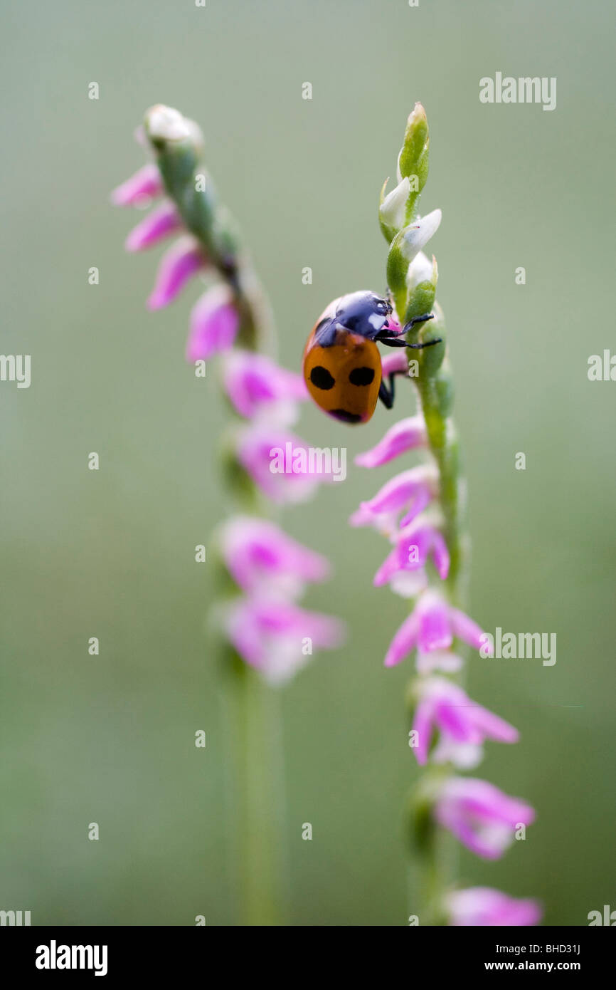 Ladybug on purple flower Stock Photo - Alamy