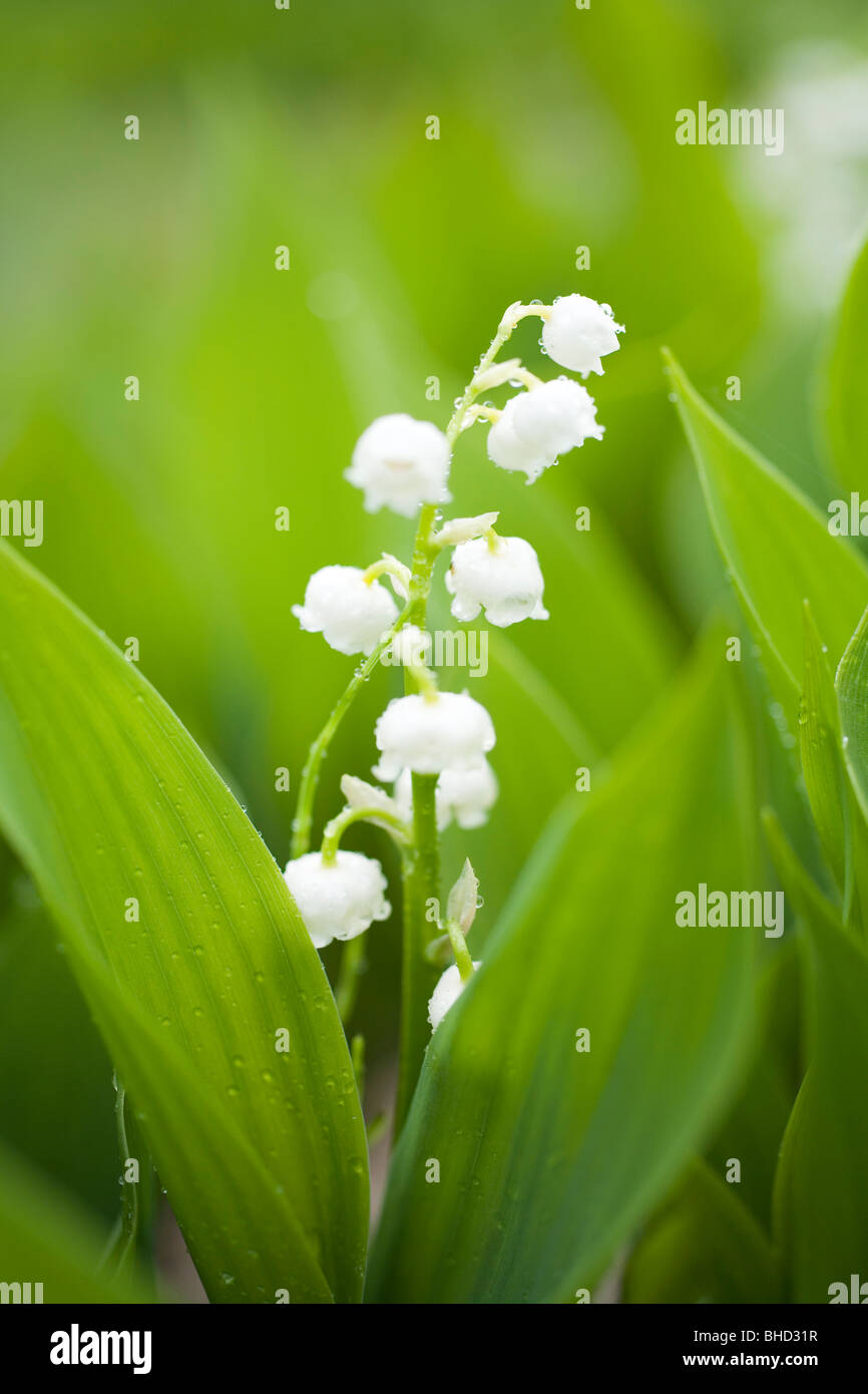 Lily of valley Stock Photo - Alamy