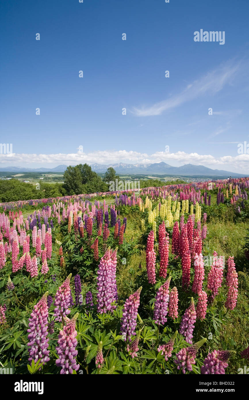 Lupin japan hi-res stock photography and images - Alamy