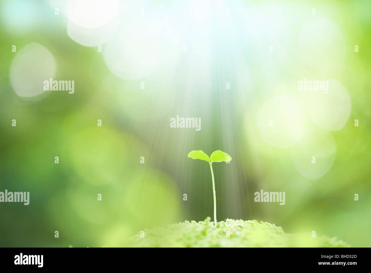 Seedling with sunbeam hi-res stock photography and images - Alamy