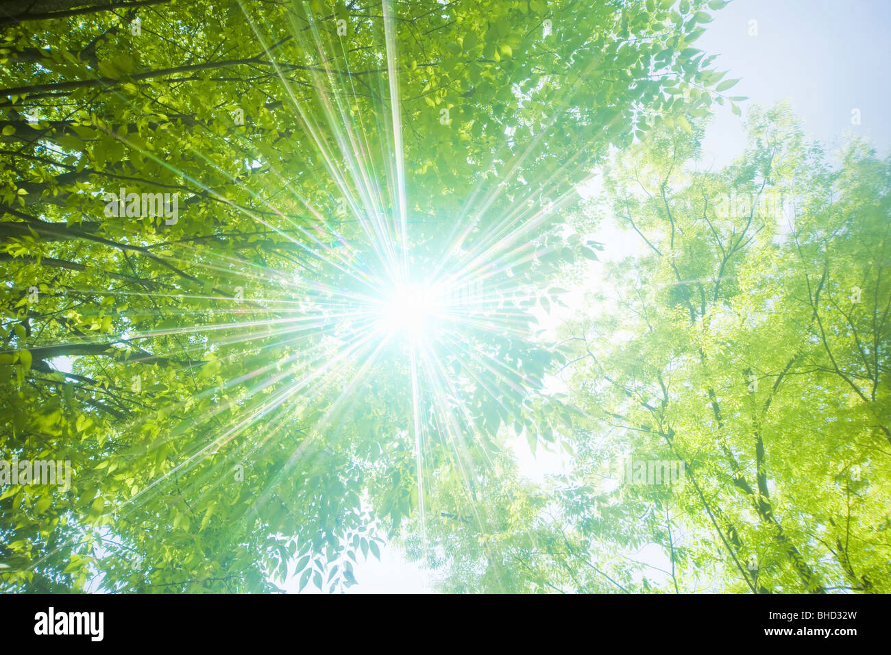 Green tree during Spring Stock Photo - Alamy