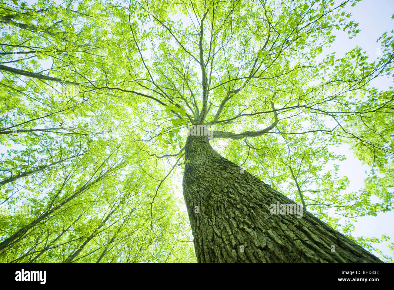 Green tree during Spring Stock Photo - Alamy