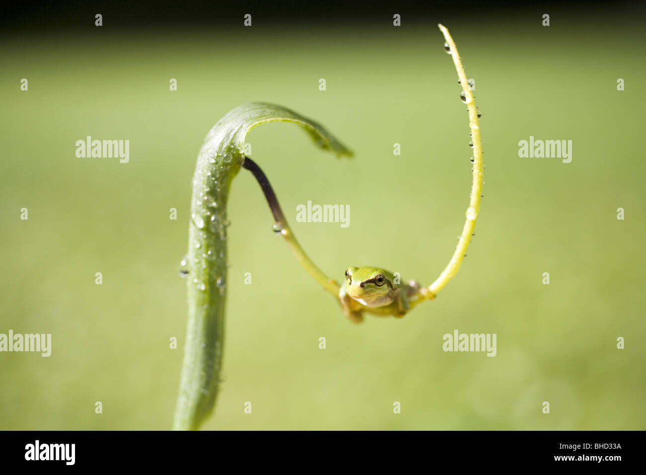 Frog on crow dipper Stock Photo - Alamy