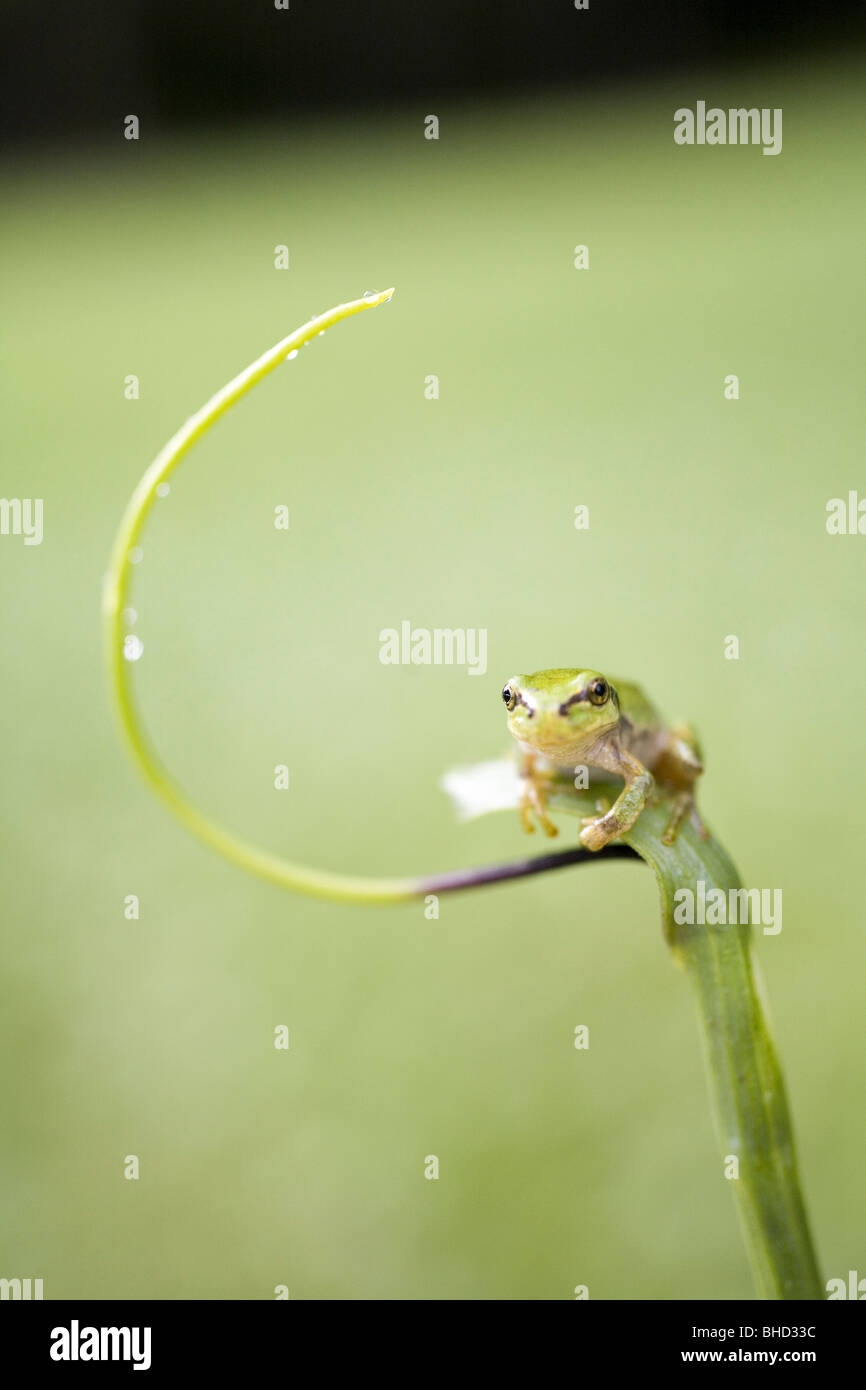 Frog on crow dipper Stock Photo - Alamy