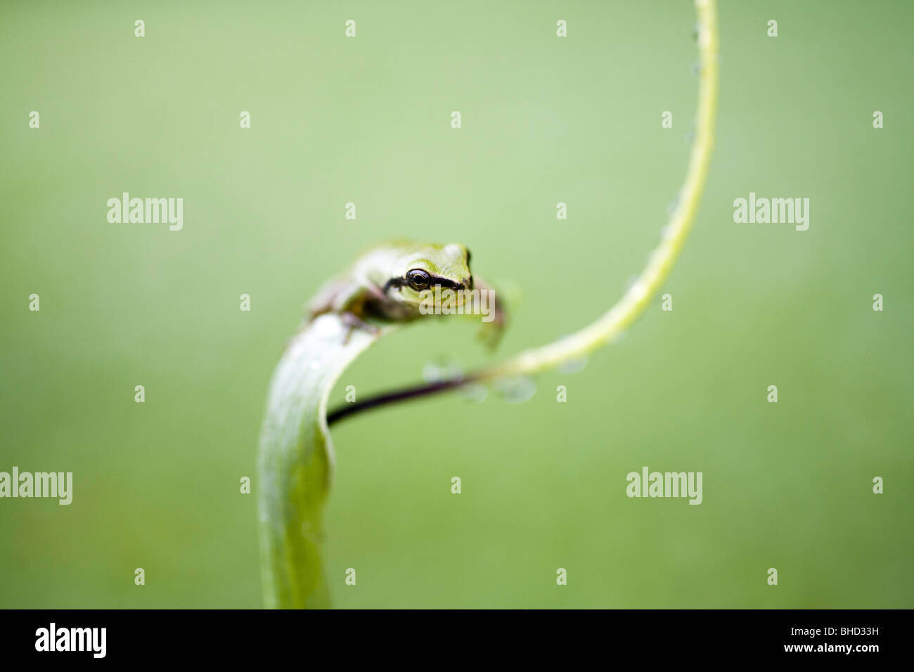 Water hold frog hi-res stock photography and images - Alamy
