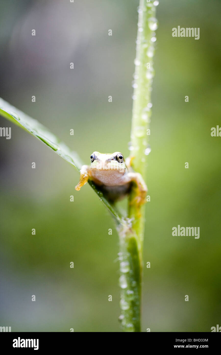Crow holding hi-res stock photography and images - Alamy