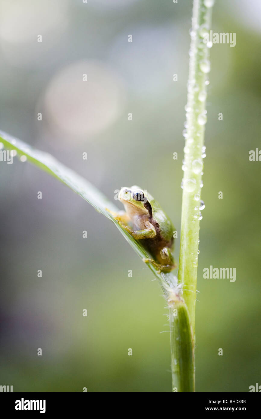 Frog on crow dipper Stock Photo - Alamy