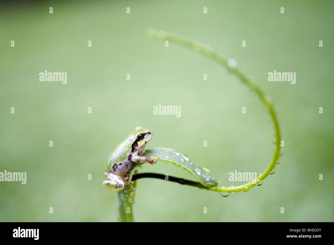 Frog on crow dipper Stock Photo - Alamy