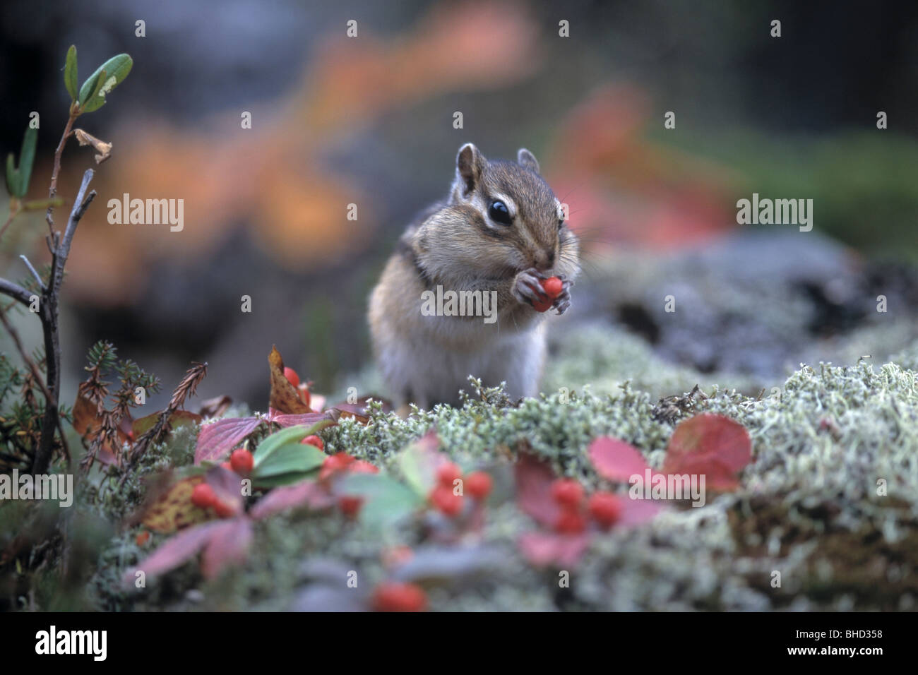 Chipmunk eating berries hi-res stock photography and images - Alamy