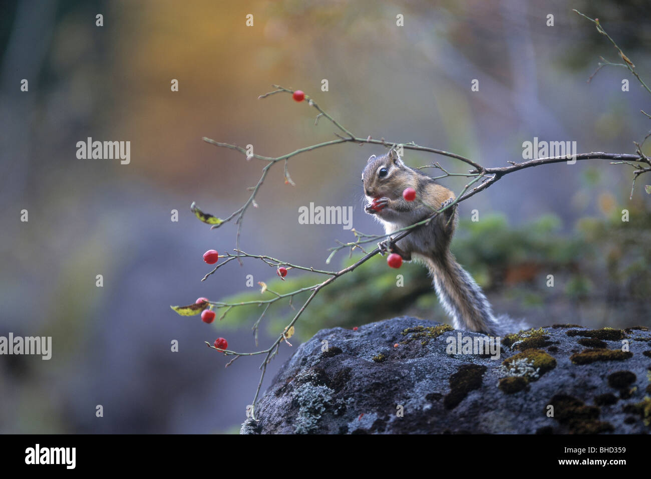 Chipmunk eating red berries. Shikaribetsu, Hokkaido Prefecture, Japan ...