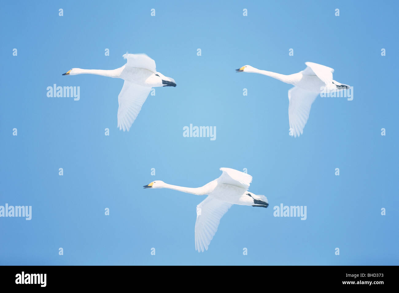 Swans flying in blue sky, Hokkaido, Japan Stock Photo - Alamy