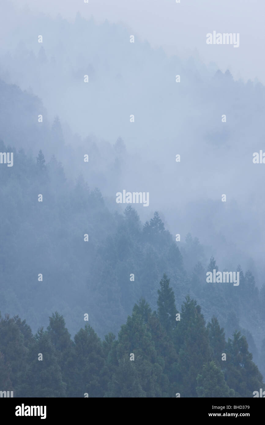 Fog in over forest, Otsu, Shiga Prefecture, Japan Stock Photo - Alamy