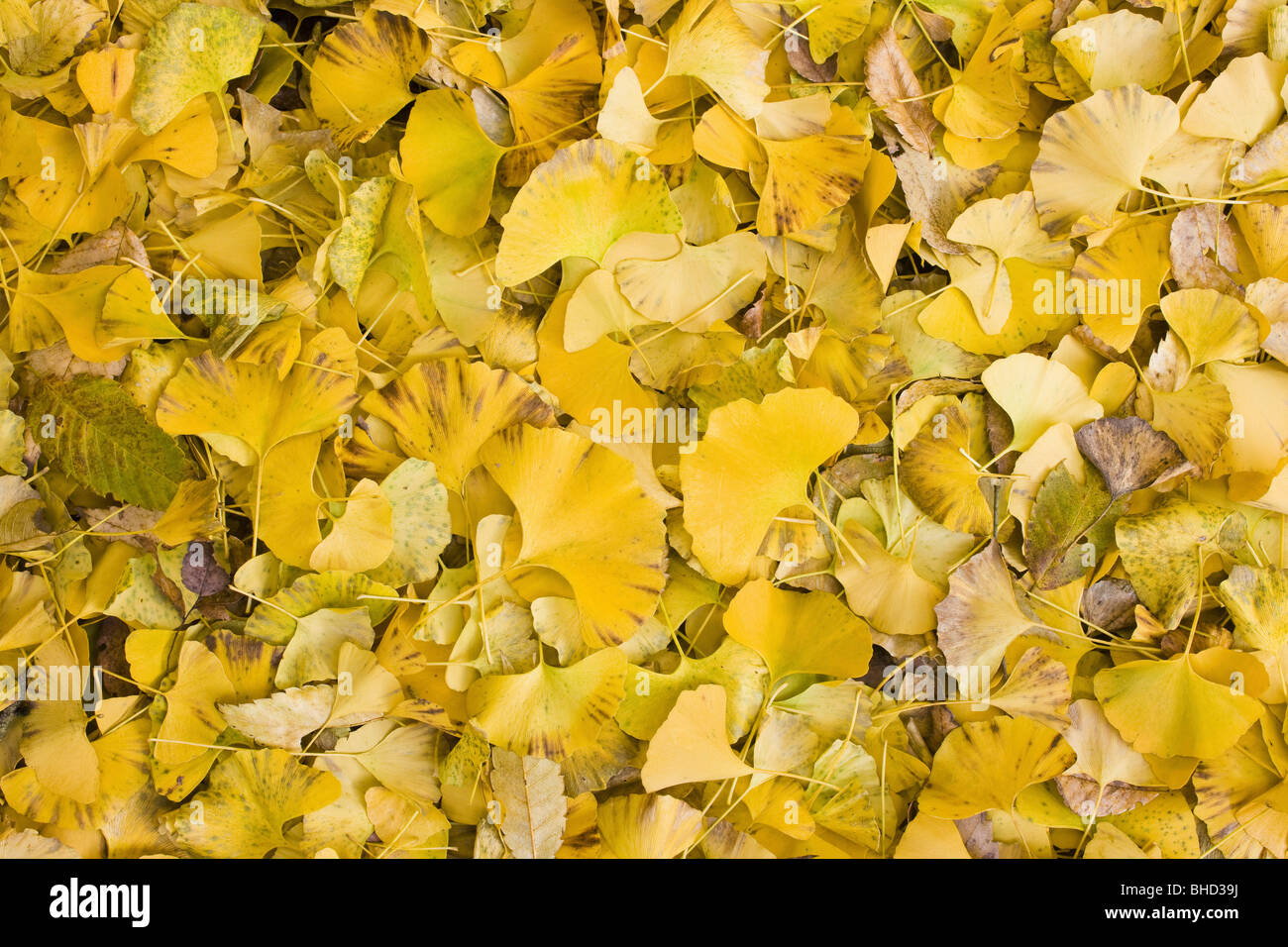 Gingko Leaves High Resolution Stock Photography and Images - Alamy