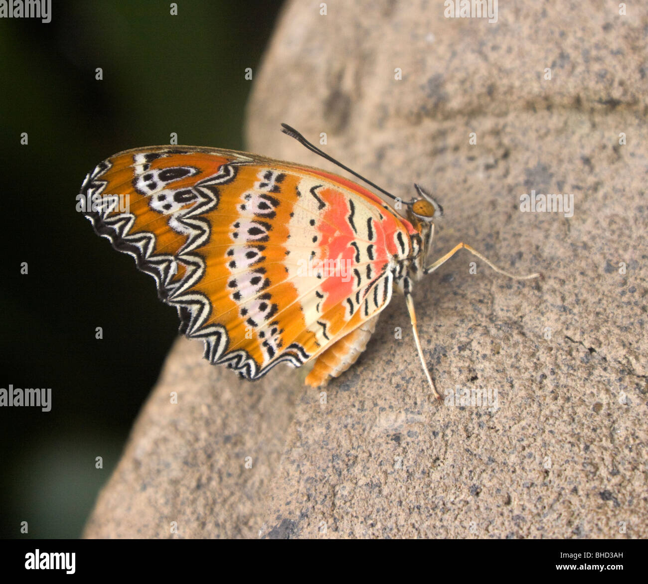 Malay Lacewing butterfly resting Cethosia bibilis Stock Photo - Alamy