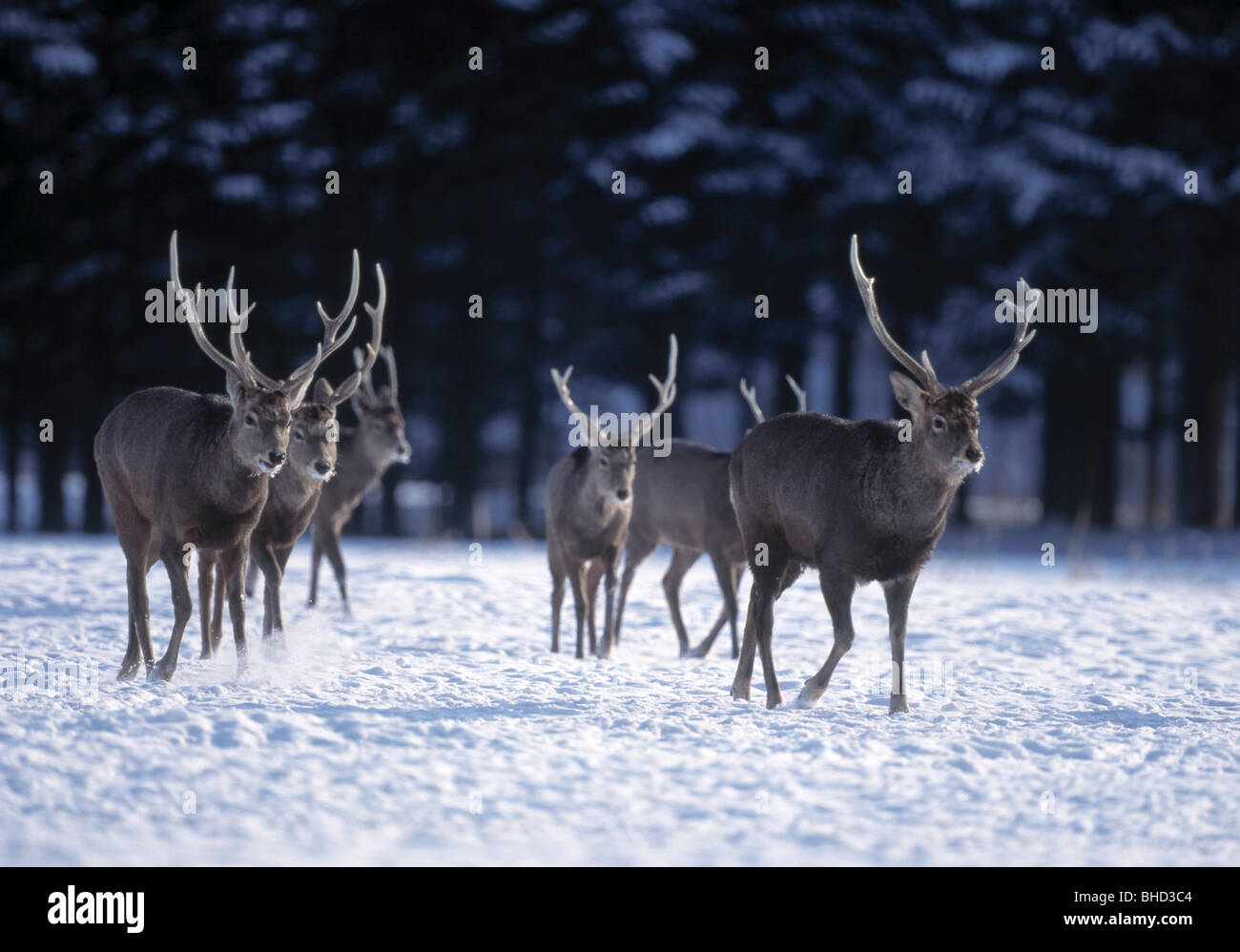 Male hokkaido sika deer hi-res stock photography and images - Alamy