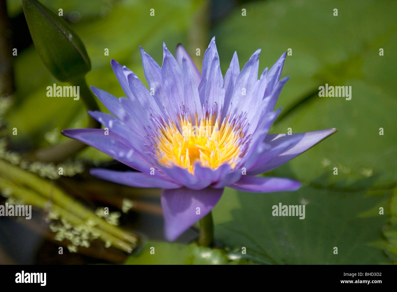 Purple water lily, Kamakura, Kanagawa Prefecture, Japan Stock Photo - Alamy