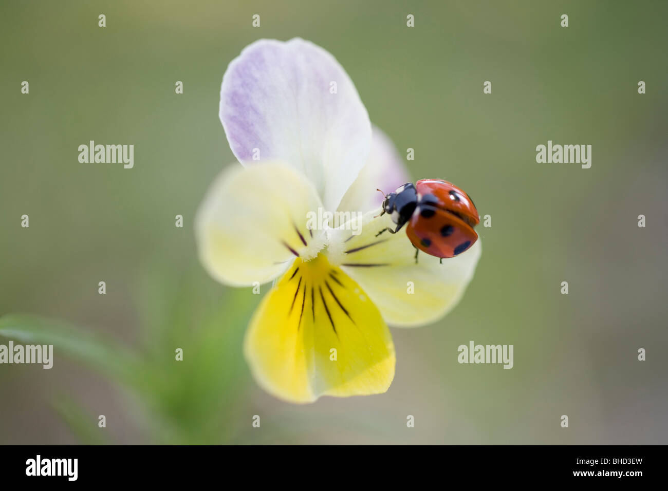 Ladybug on pansy, Biei, Hokkaido, Japan Stock Photo - Alamy