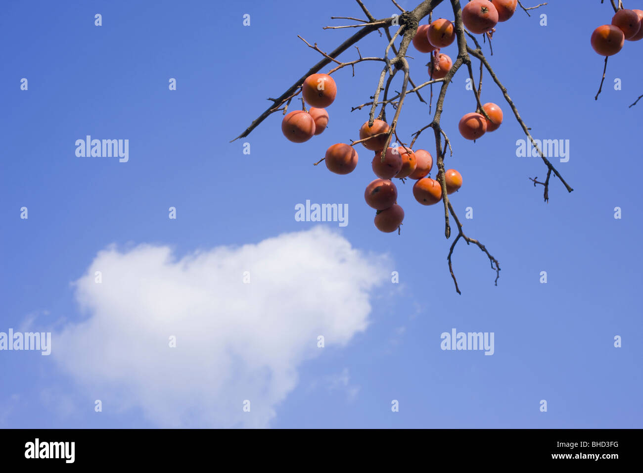 Persimmons growing tree branch hi-res stock photography and images - Alamy