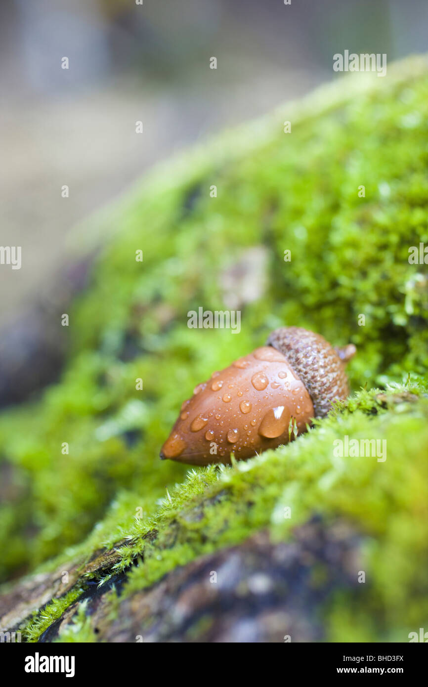 Dew covered acorn on mossy rock Stock Photo - Alamy