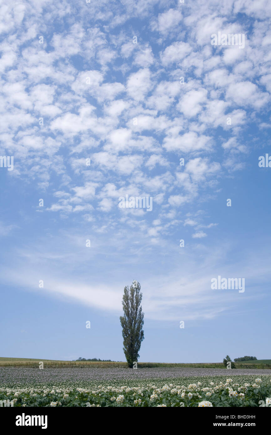 Potato field and poplar tree. Kamifurano, Hokkaido Prefecture, Japan ...