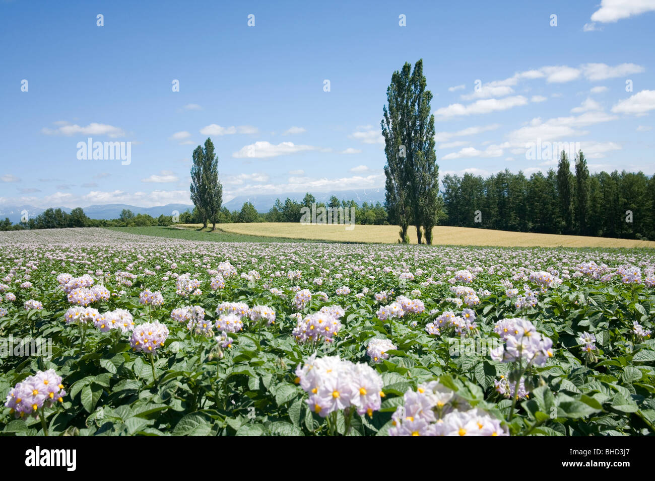Flowering potato field and poplar trees, Biei, Hokkaido, Japan Stock ...