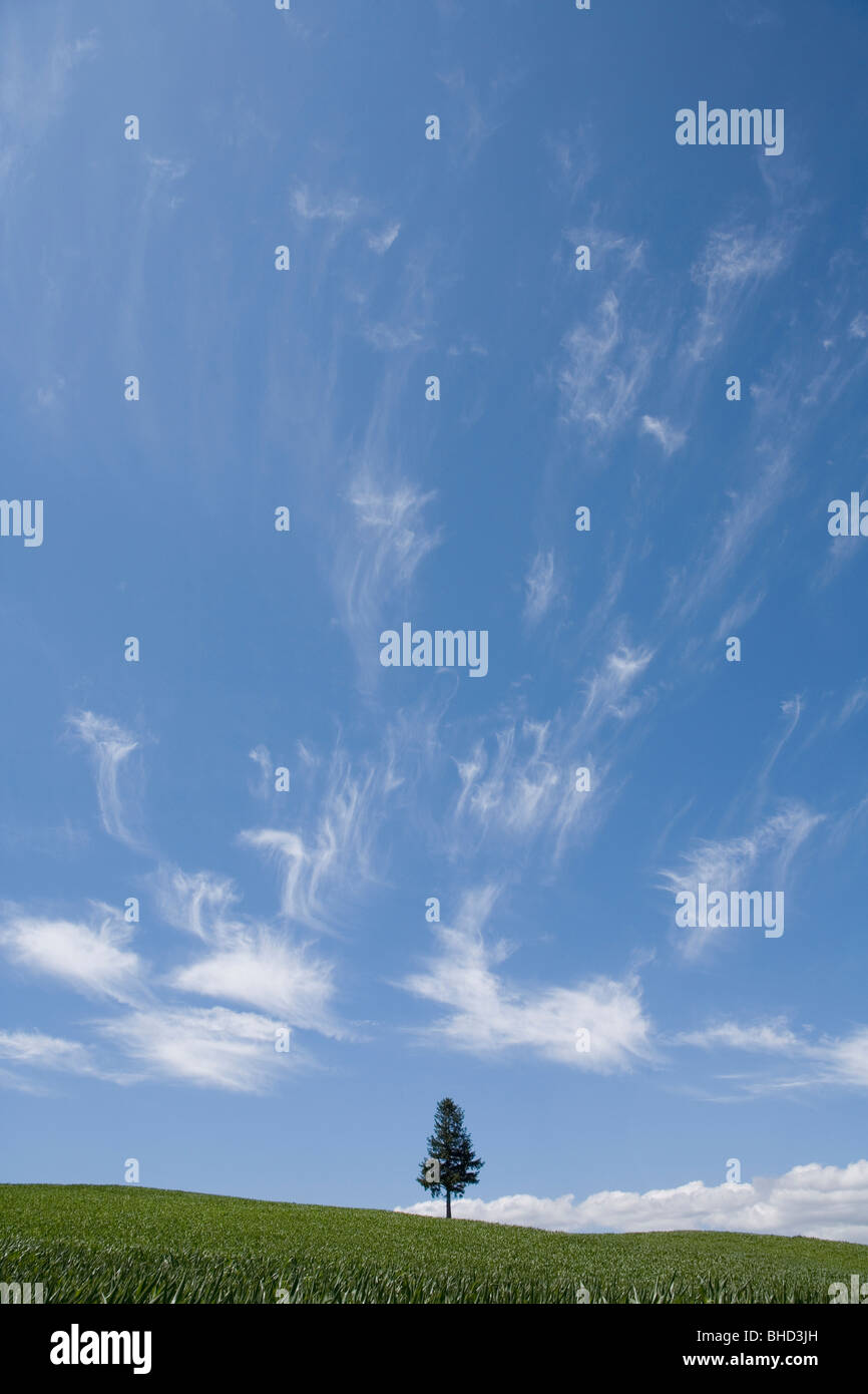 Hill with single tree. Biei, Hokkaido Prefecture, Japan Stock Photo - Alamy
