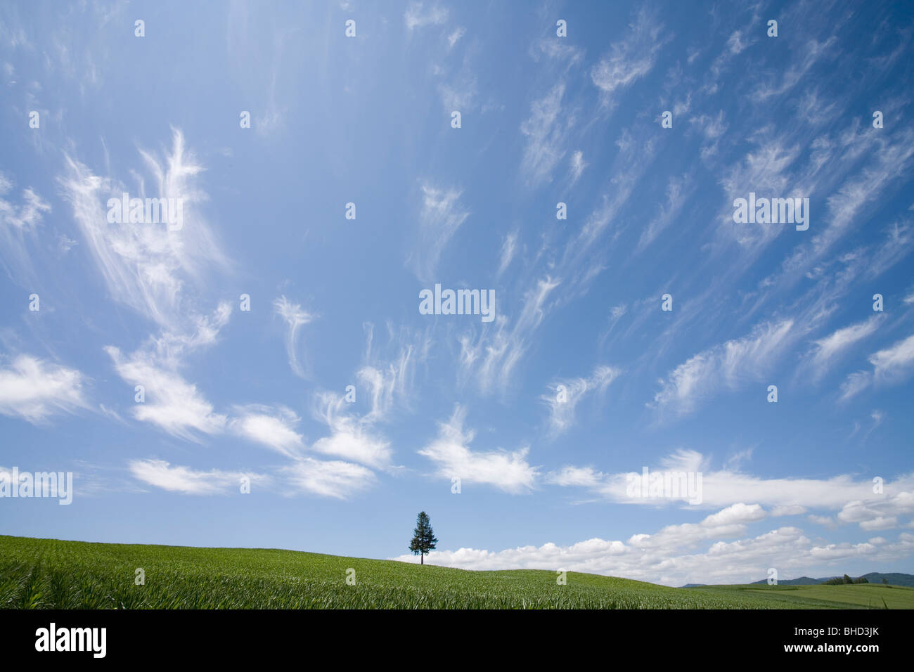 Hill with single tree. Biei, Hokkaido Prefecture, Japan Stock Photo - Alamy