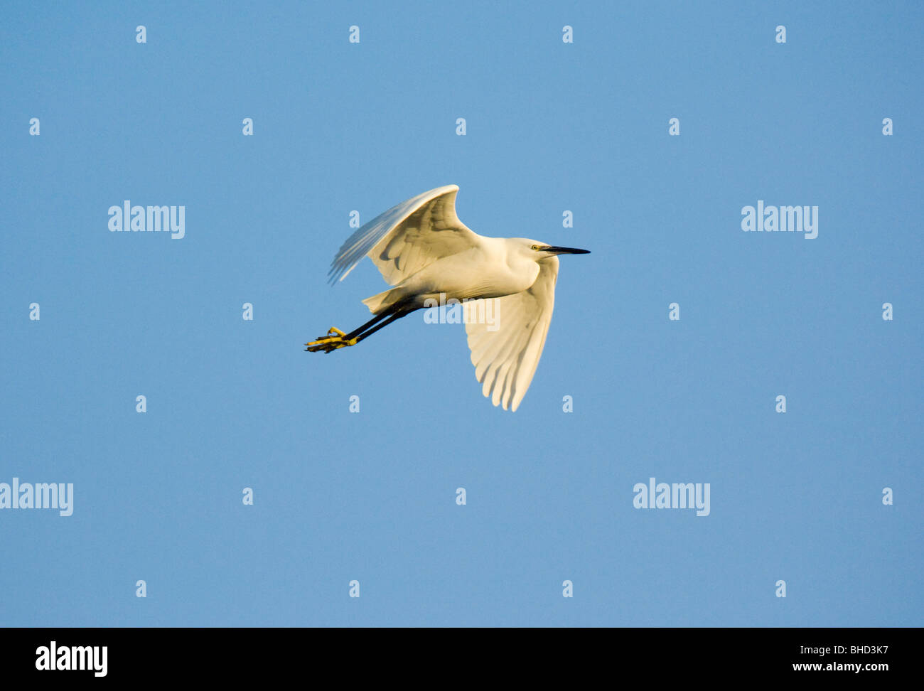 Wetland bird wales Cut Out Stock Images & Pictures - Alamy