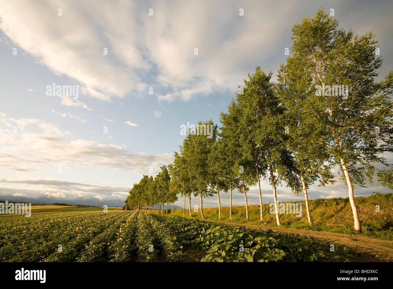 White birch trees roadside. Biei, Hokkaido Prefecture, Japan Stock ...