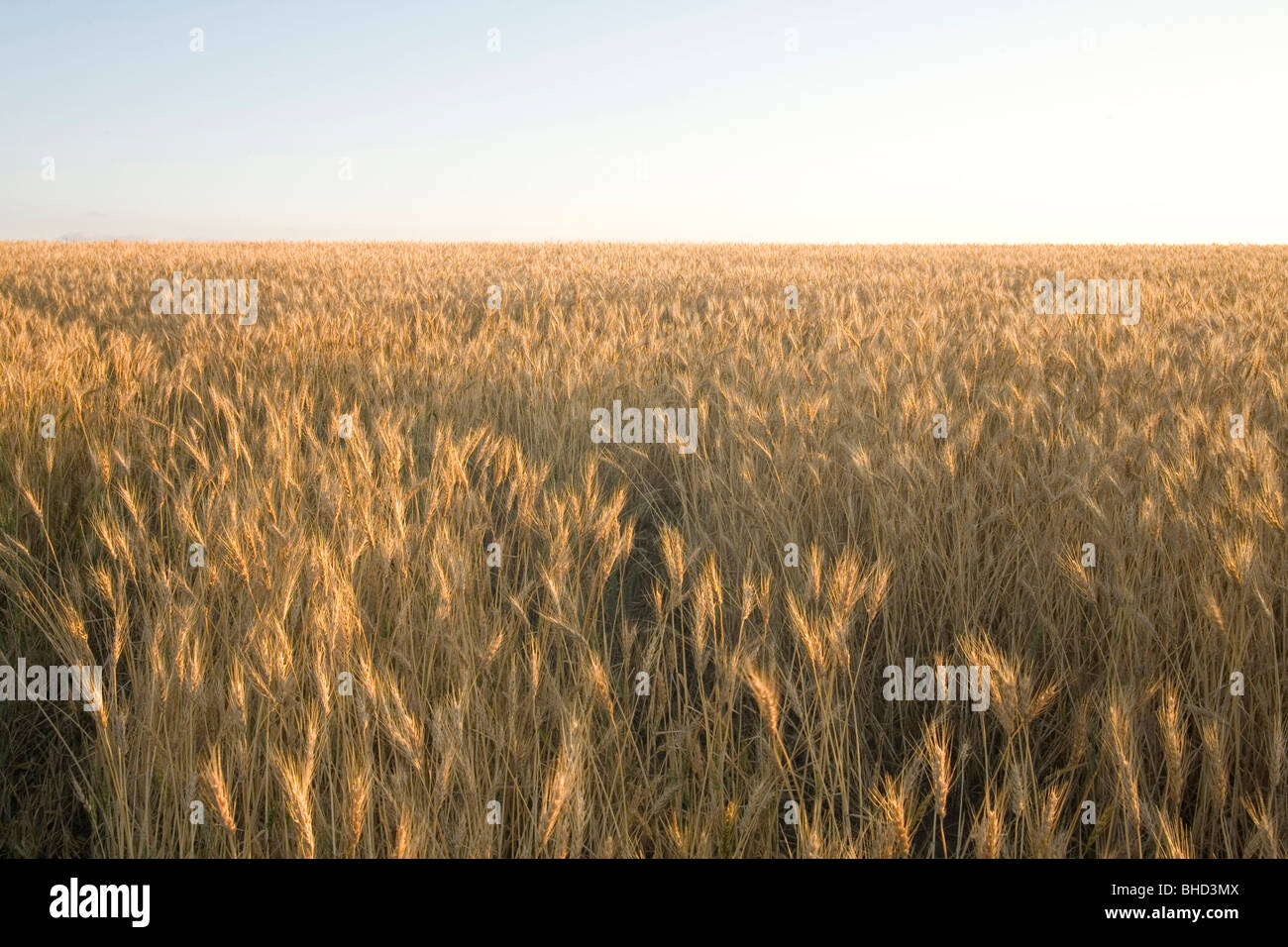 Wheat field at sunrise, Biei, Hokkaido, Japan Stock Photo - Alamy