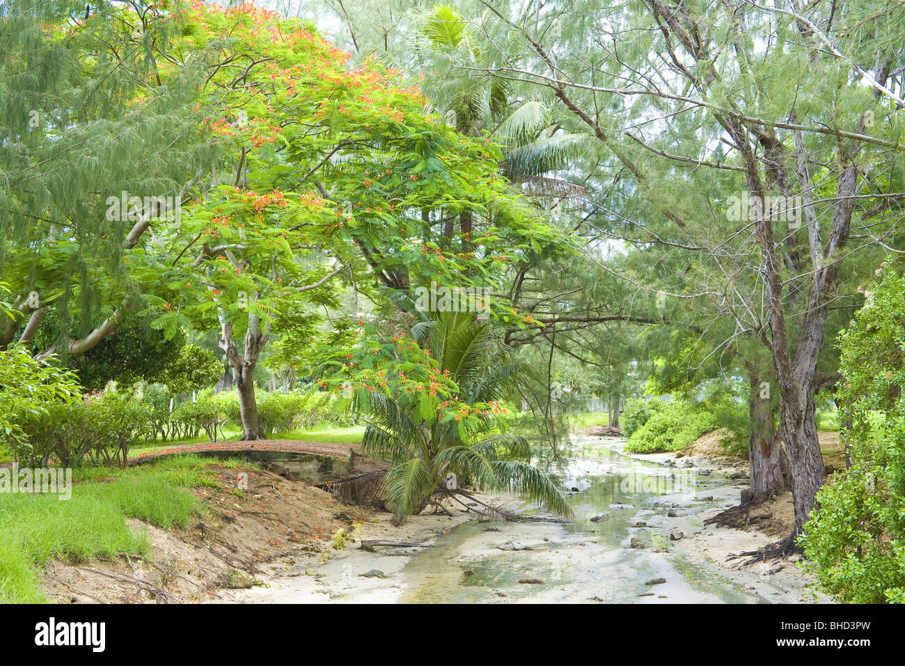 Stream in grove, Saipan Island, USA Stock Photo - Alamy