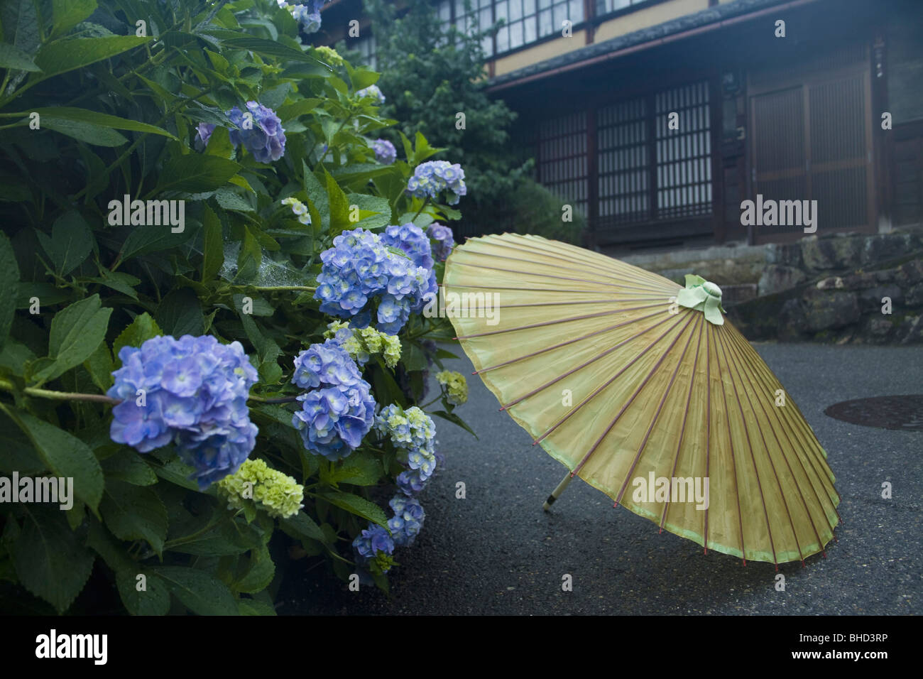 Parasol next to hydrangeas, Sakamoto, Otsu, Shiga Prefecture, Japan ...