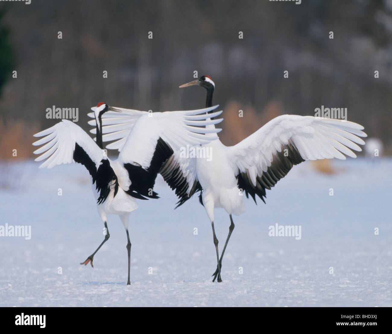 Japanese Cranes in snowy landscape Stock Photo - Alamy