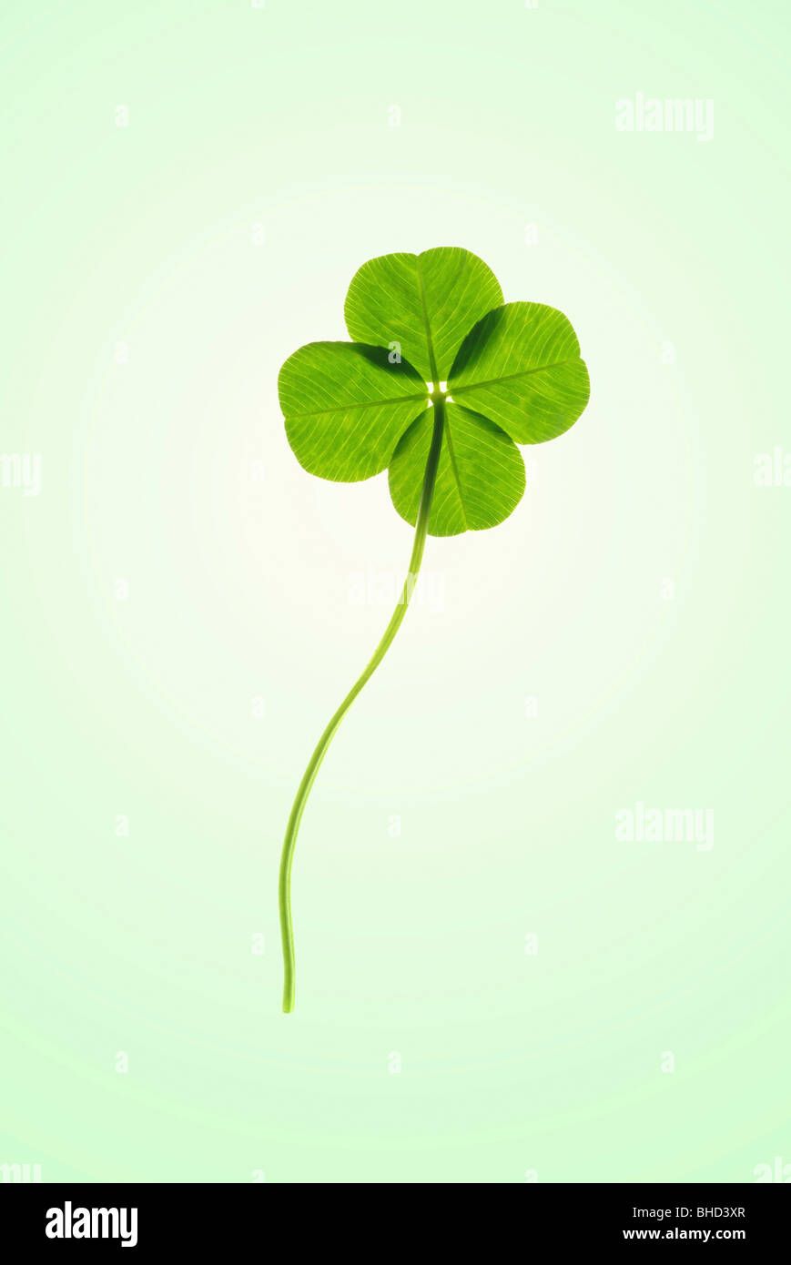 A four-leaf clover Stock Photo - Alamy