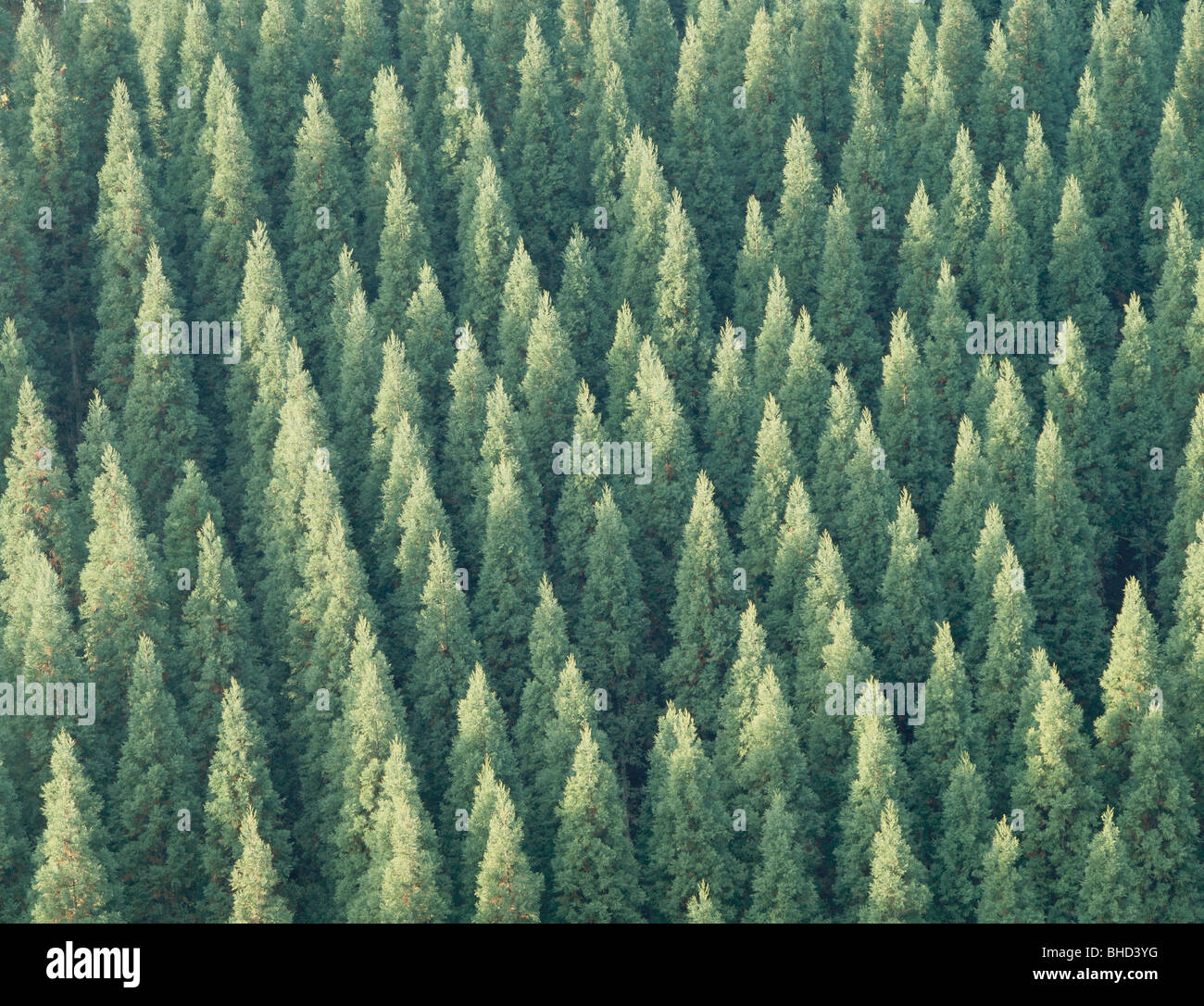 Cedar frames hi-res stock photography and images - Alamy