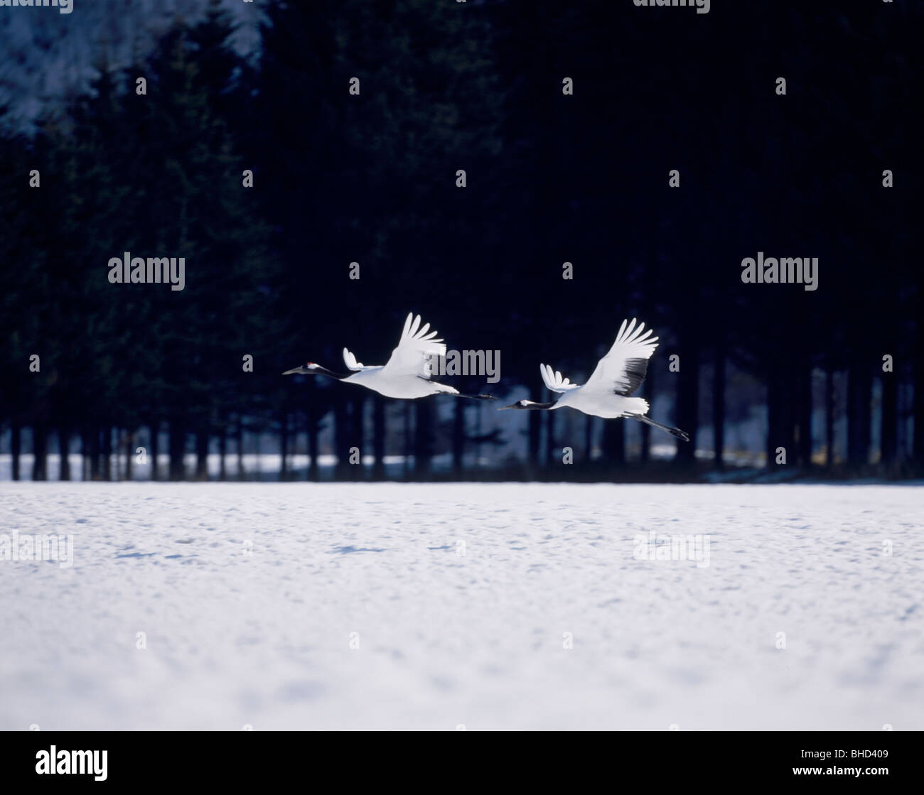 Two Japanese Cranes flying over snowy field Stock Photo - Alamy