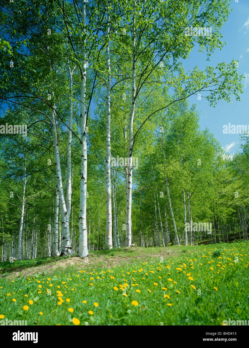 Silver birch trees, Tokachi, Hokkaido, Japan Stock Photo - Alamy