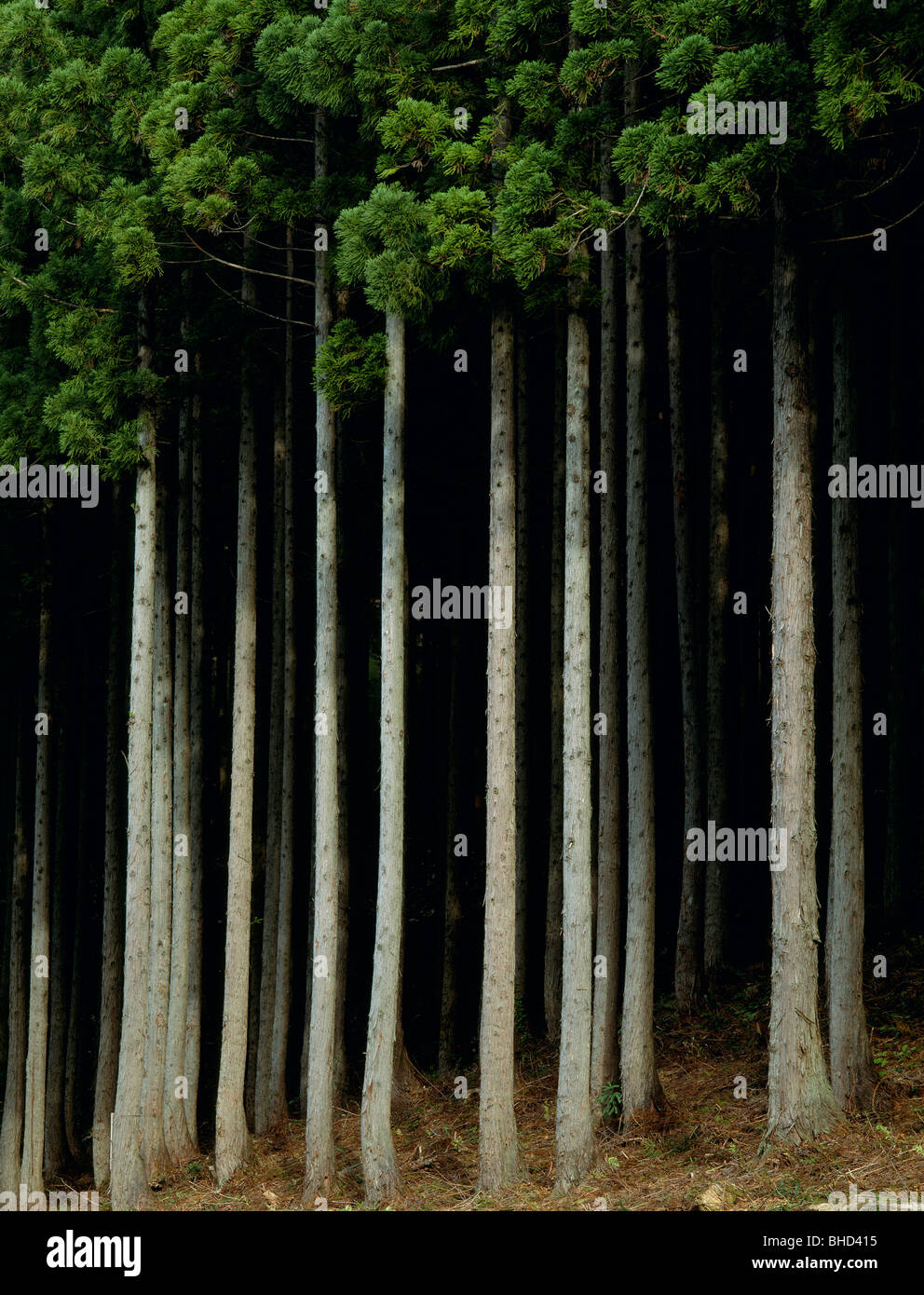Japanese cedar forest, Akita Prefecture, Japan Stock Photo - Alamy