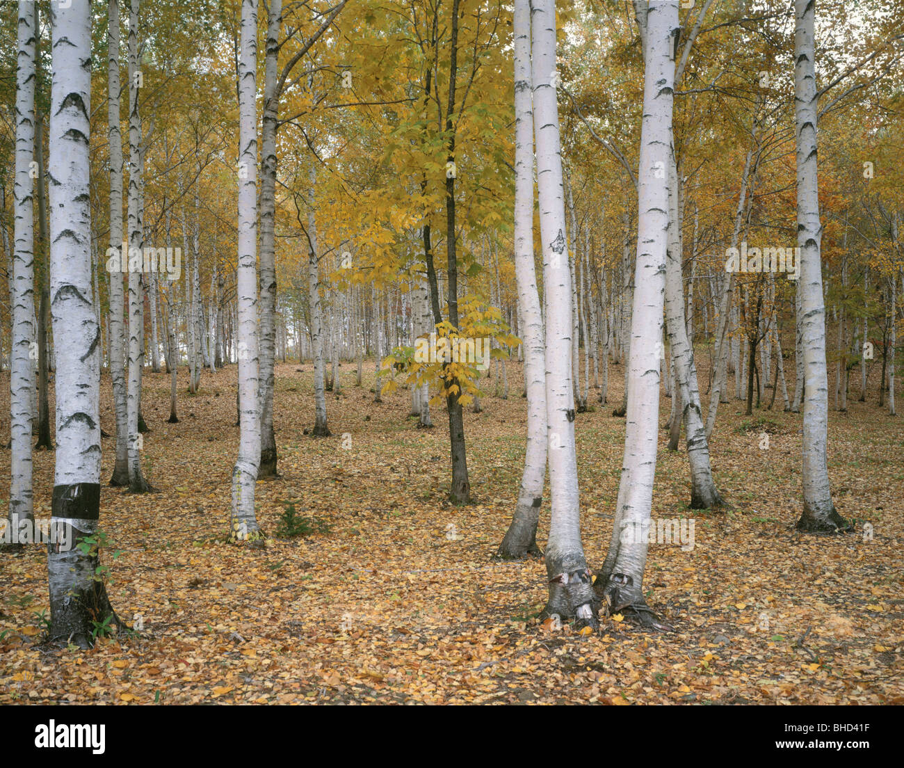 Silver birch trees in grove, Kamikawa, Hokkaido, Japan Stock Photo - Alamy