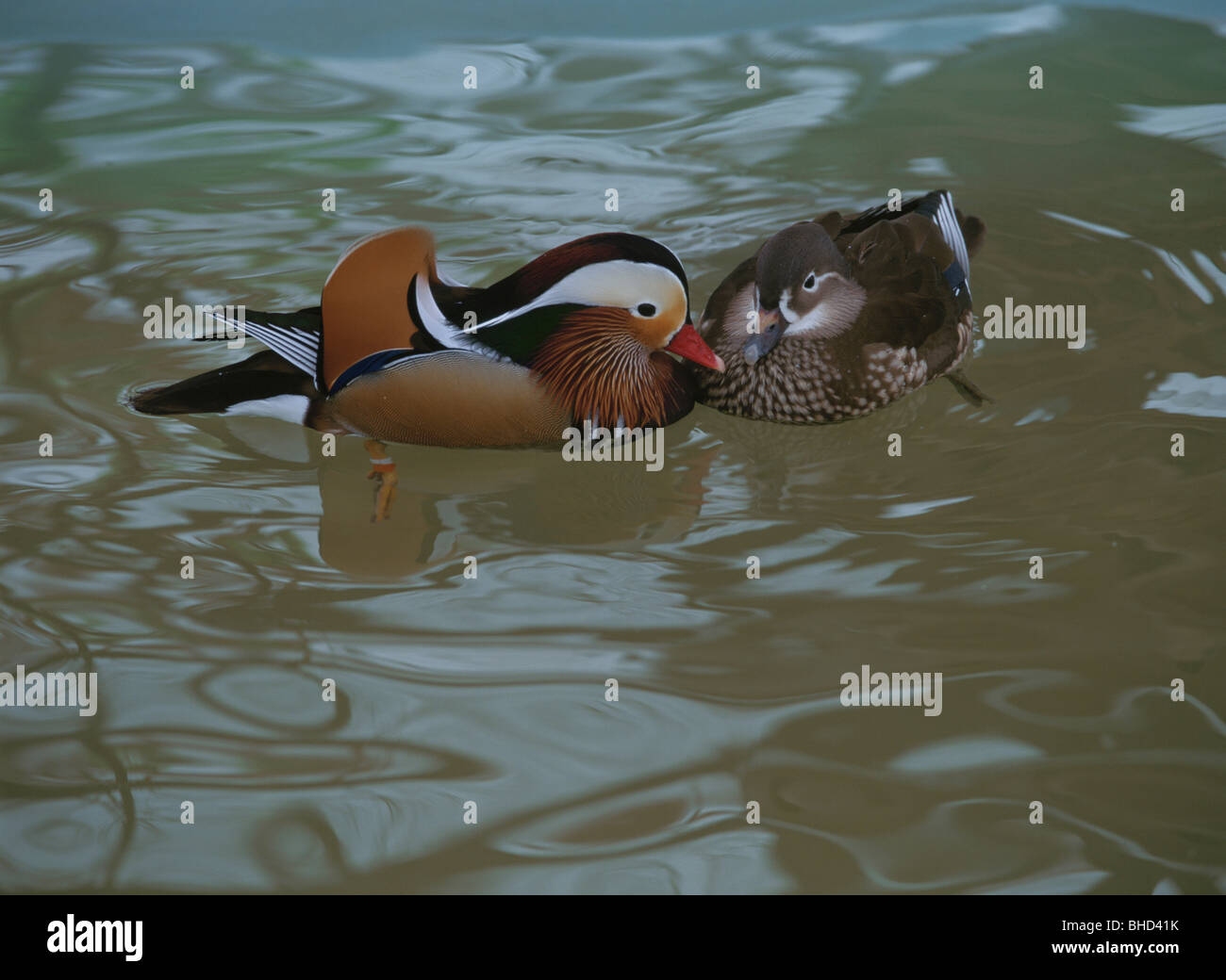 Mandarin duck pair Stock Photo - Alamy