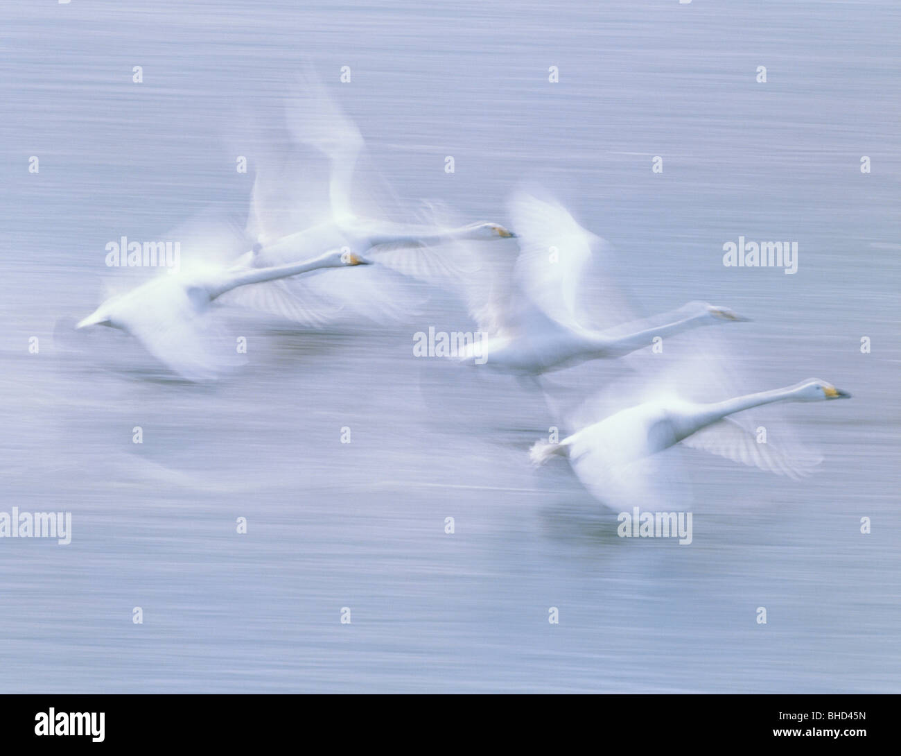 Swans flying over lake Stock Photo - Alamy