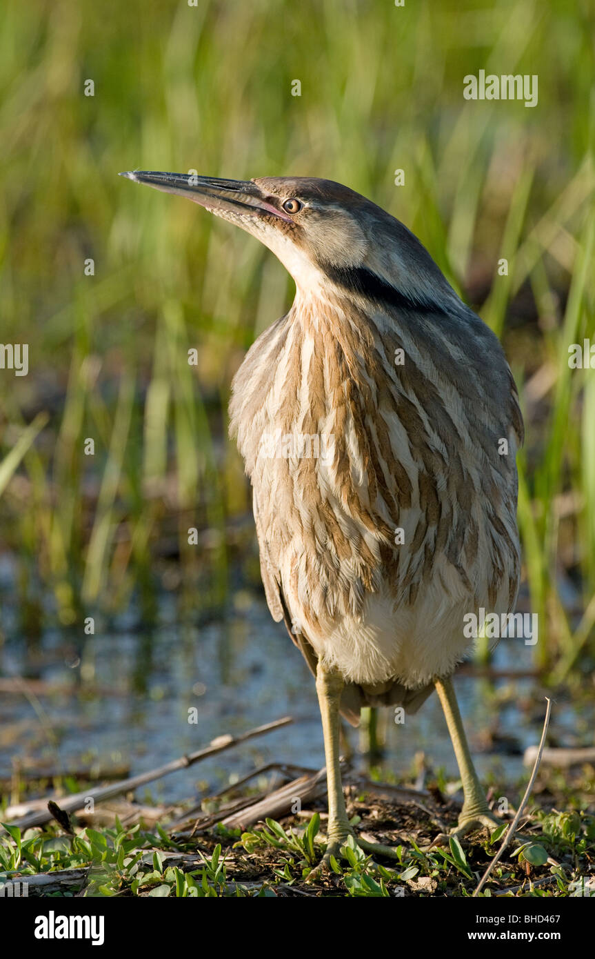 Bittern hi-res stock photography and images - Alamy