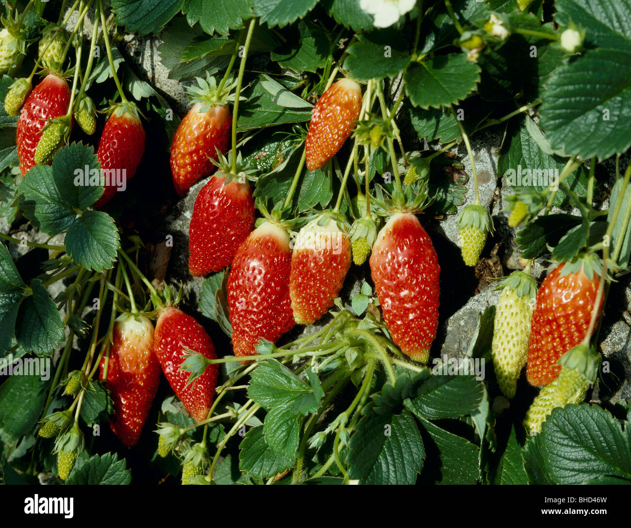 Growing strawberries, Shizuoka Prefecture, Japan Stock Photo - Alamy