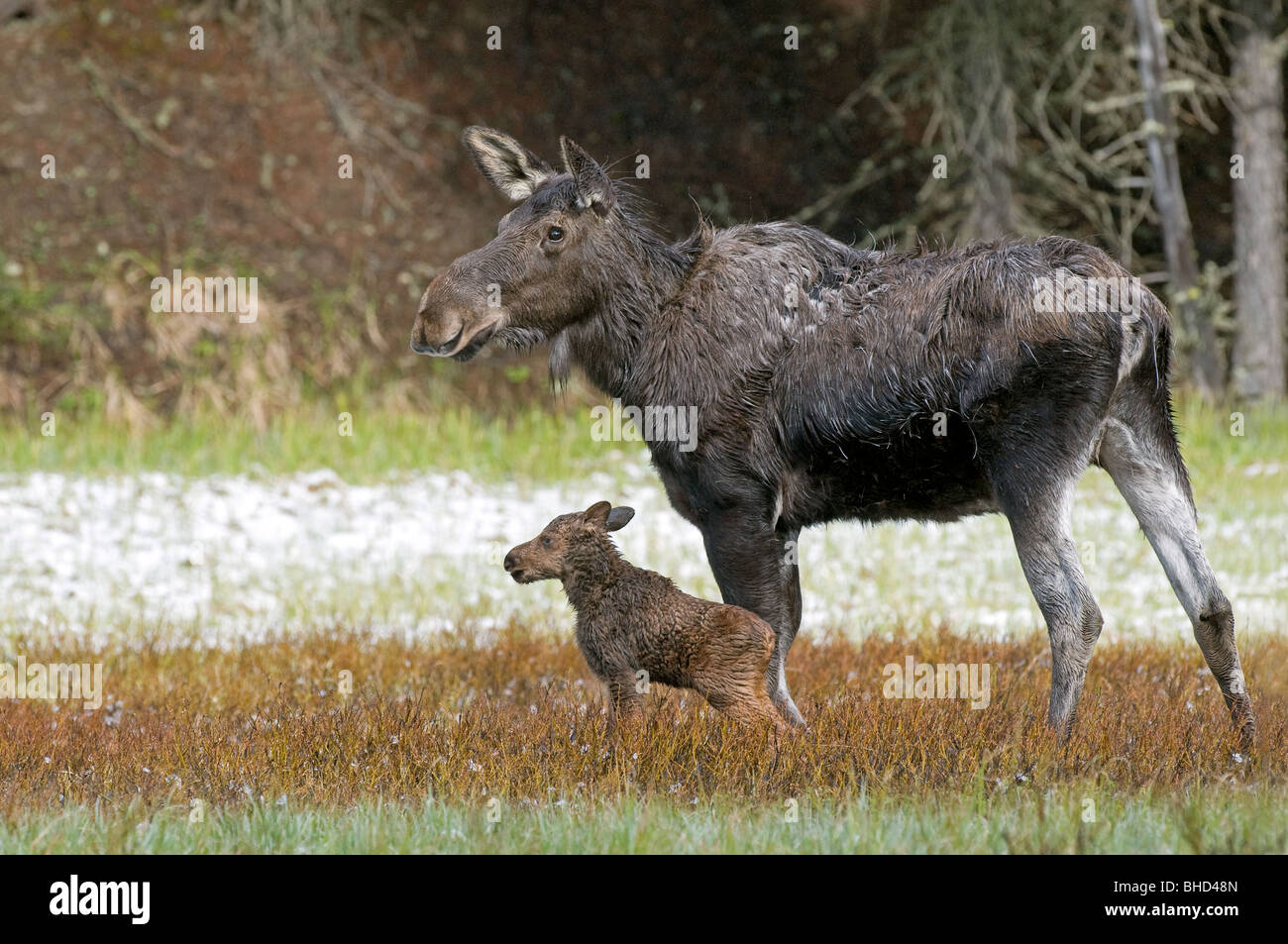 Moose, cow with calf hi-res stock photography and images - Alamy
