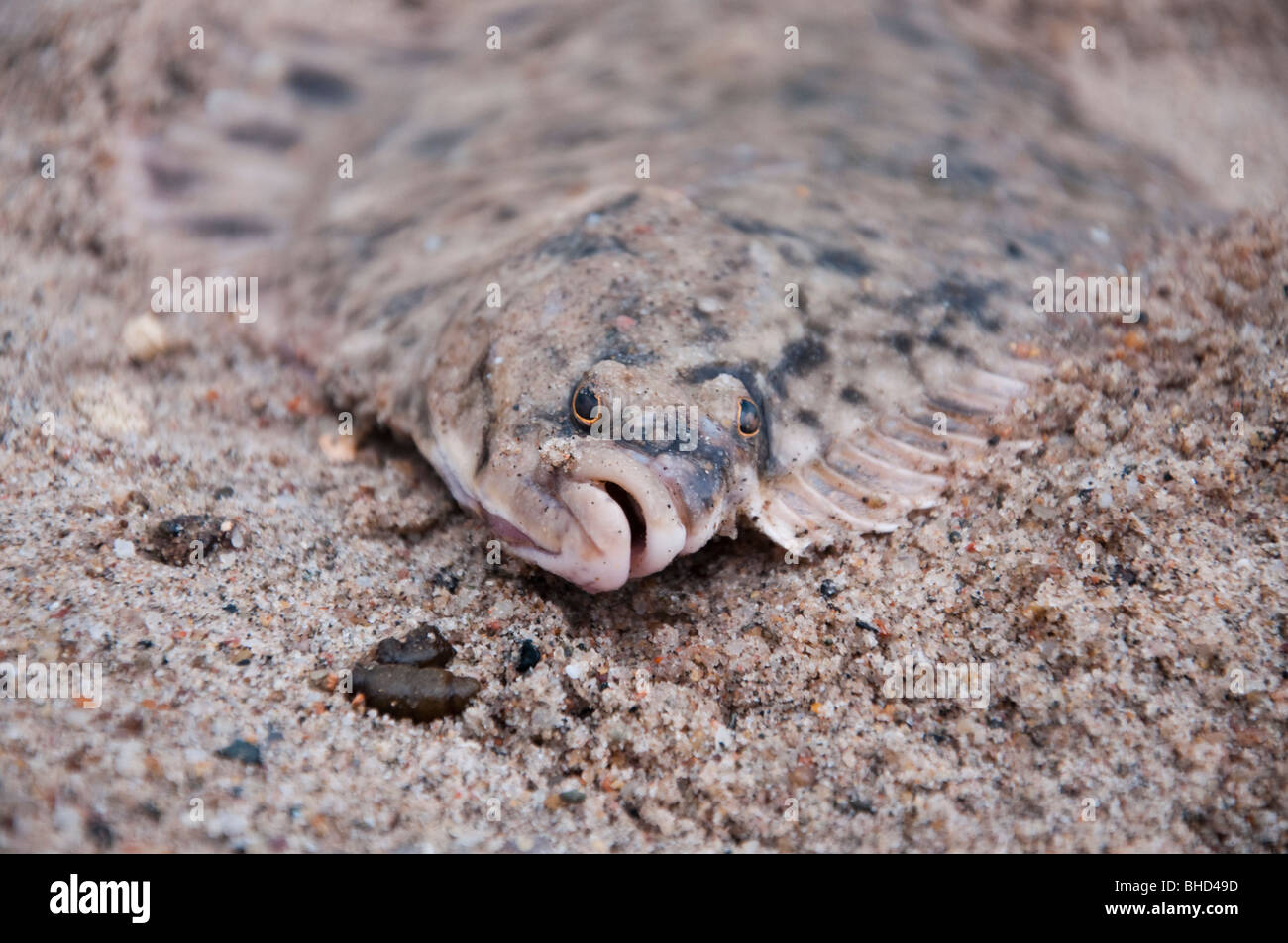 close up fresh caught flat fish on sandy beach Stock Photo - Alamy